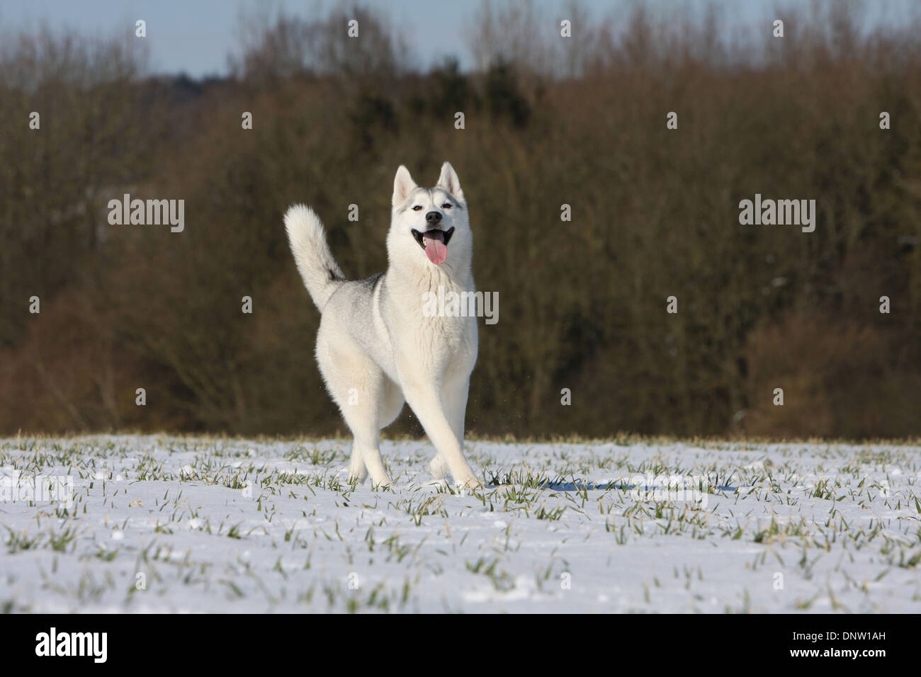 Dog Siberian Husky / adult running in the snow Stock Photo - Alamy