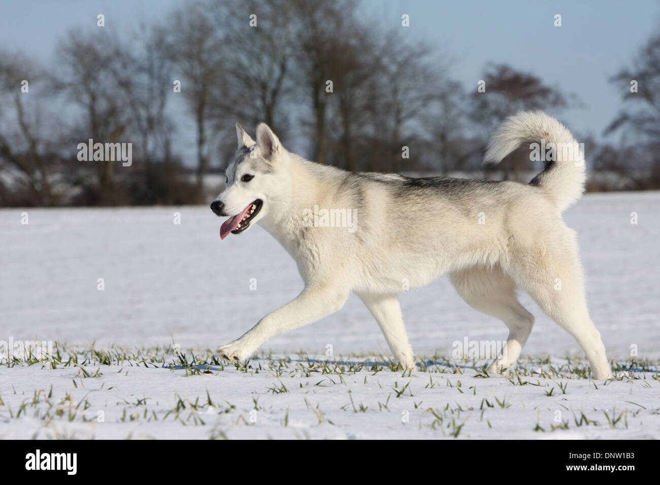 Dog Siberian Husky / adult walking n the snow Stock Photo - Alamy