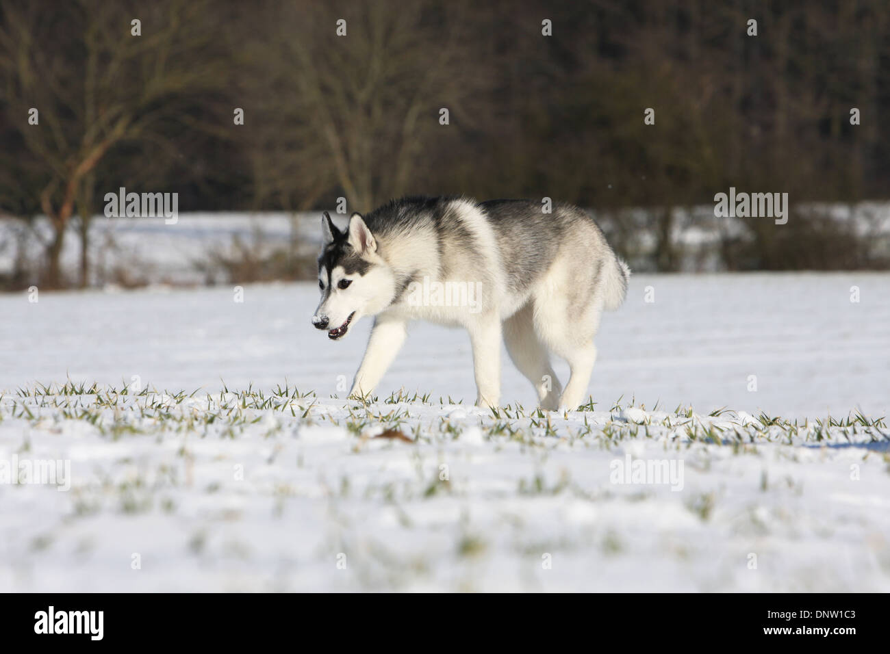 Dog Siberian Husky adult walking in the snow Stock Photo - Alamy
