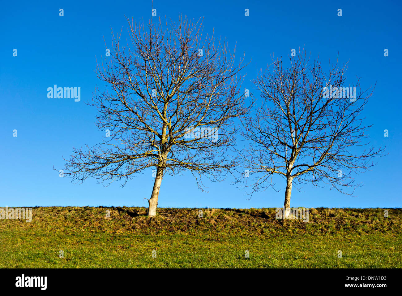 2 leafless trees with clear blue sky on top of hill, Chiemgau, Upper ...