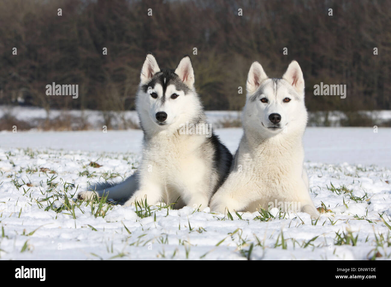 Dog Siberian Husky / two adults lying in the snow Stock Photo - Alamy