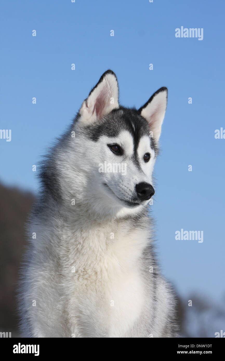 Dog Siberian Husky adult portrait Stock Photo - Alamy