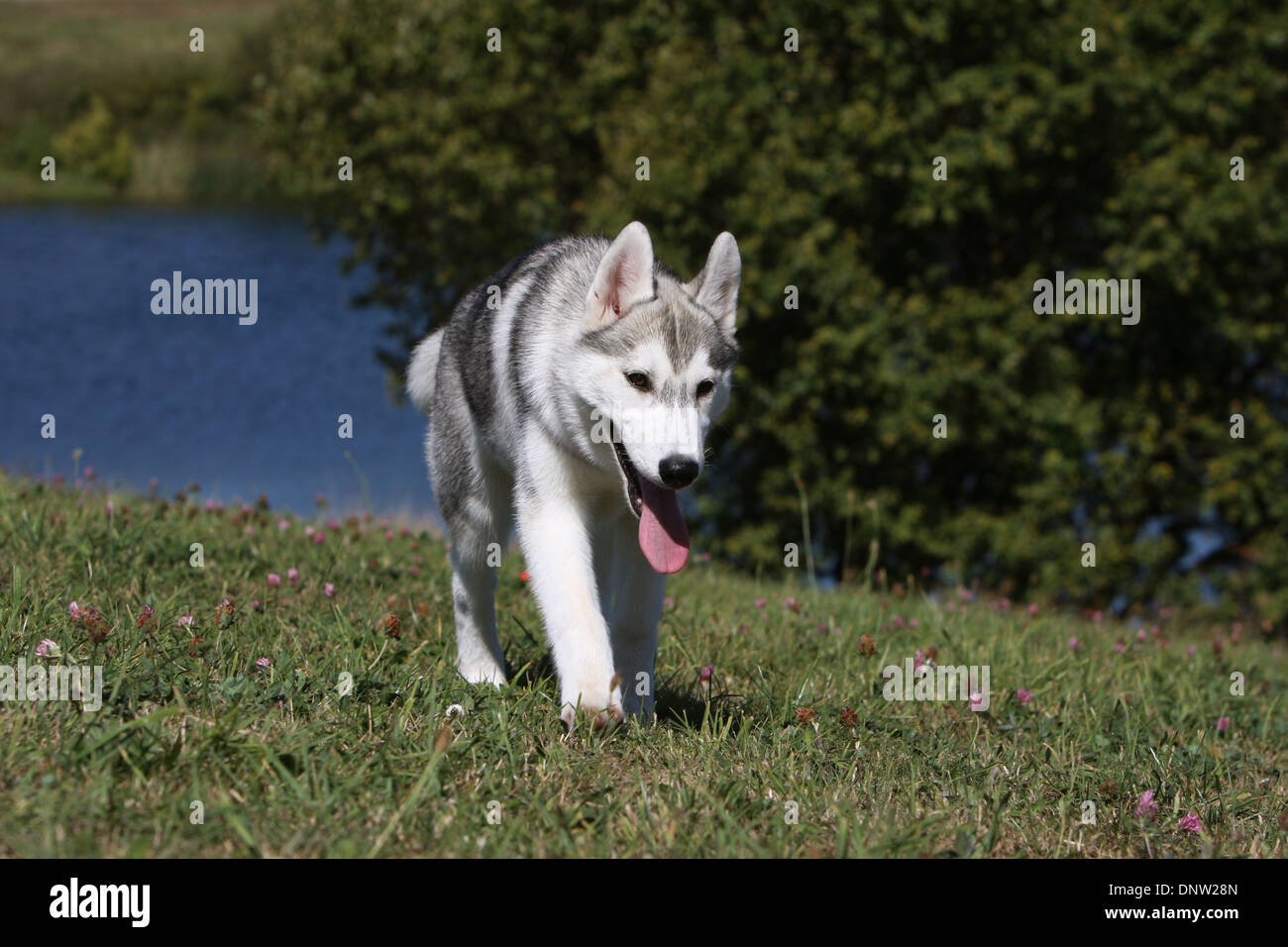 Dog Siberian Husky / adult walking in a meadow at the edge of a lake ...