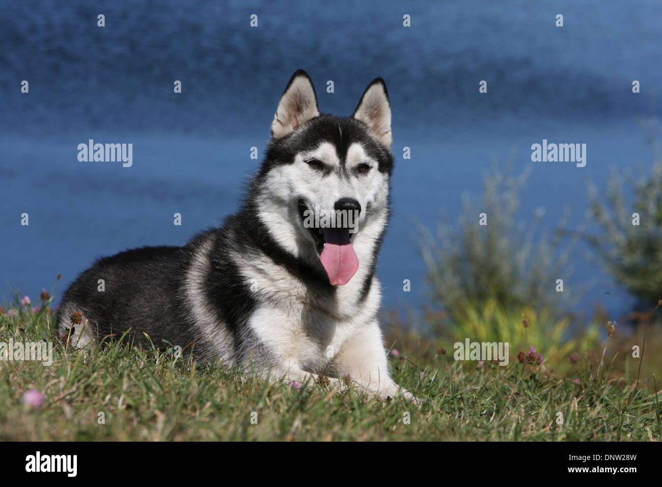 Dog Siberian Husky / adult lying in a meadow Stock Photo - Alamy