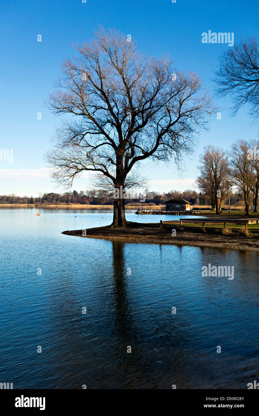 Leafless oak tree hi-res stock photography and images - Alamy