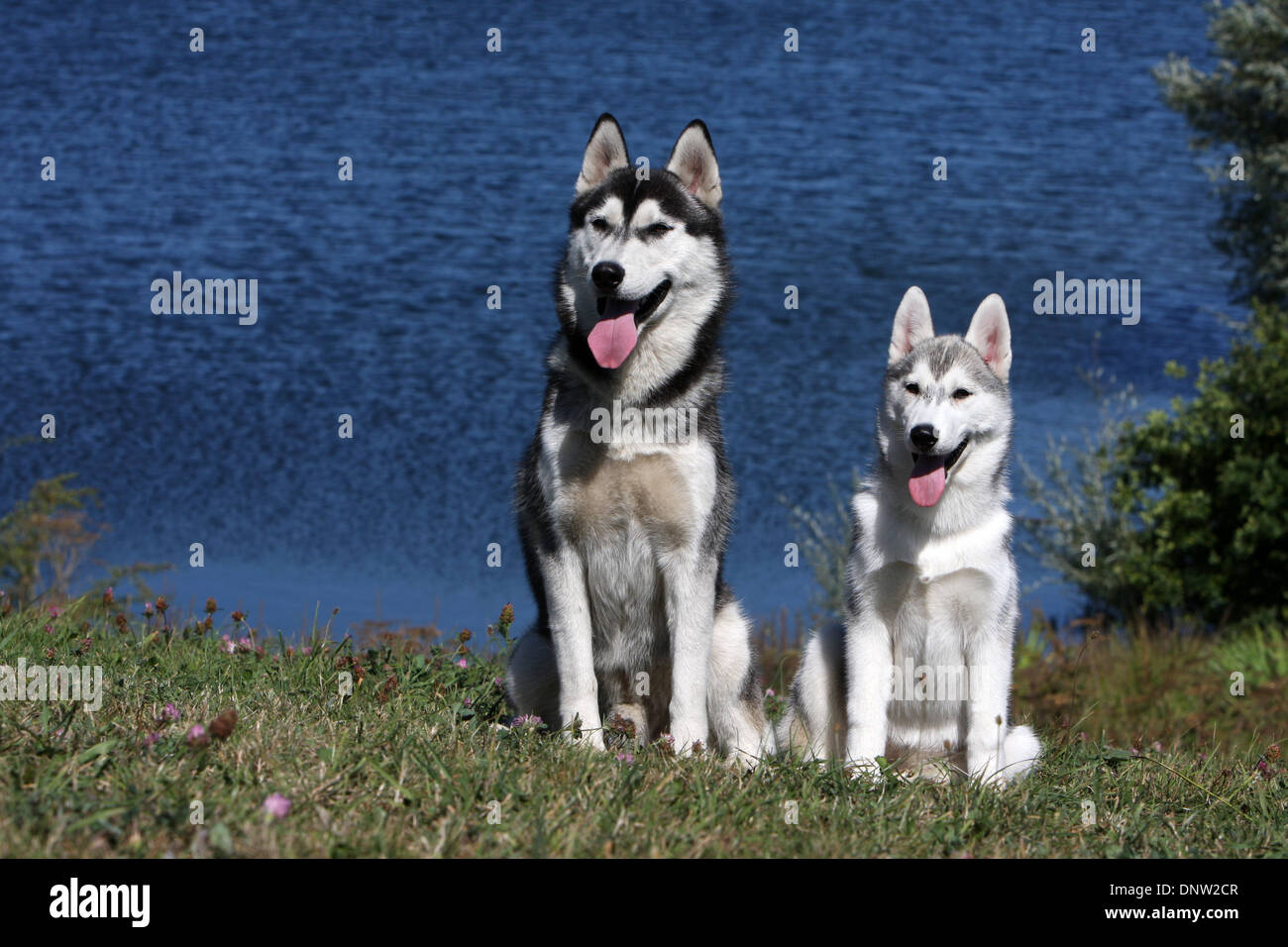 Dog Siberian Husky / adult and puppy sitting in a meadow at the edge of ...