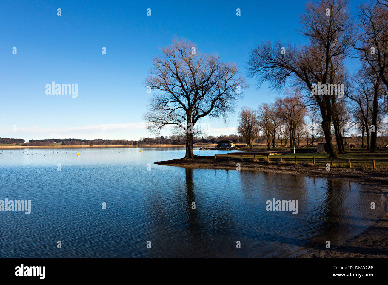 Leafless oak tree hi-res stock photography and images - Alamy