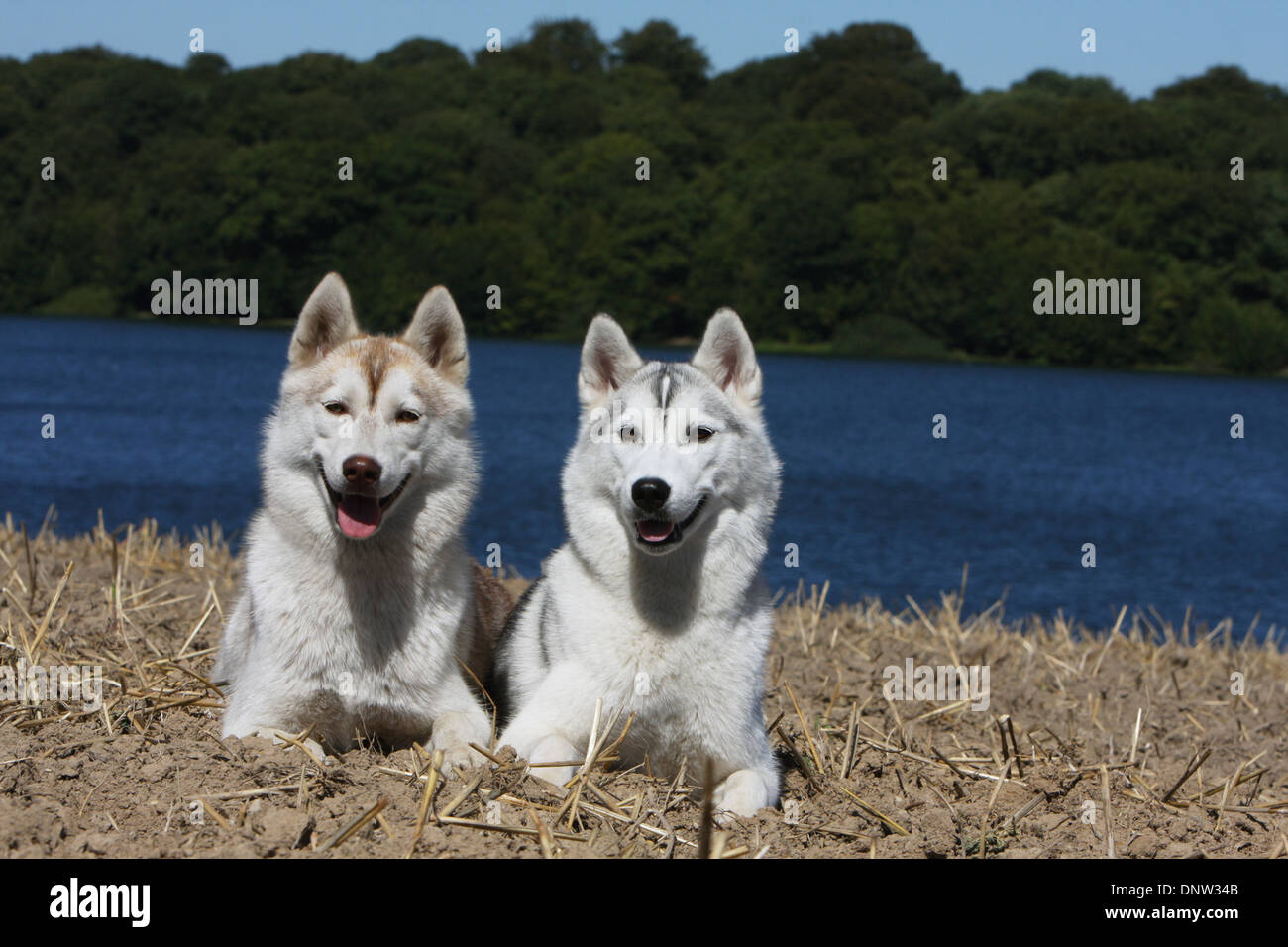 Dog Siberian Husky / two adults lying in a field Stock Photo - Alamy