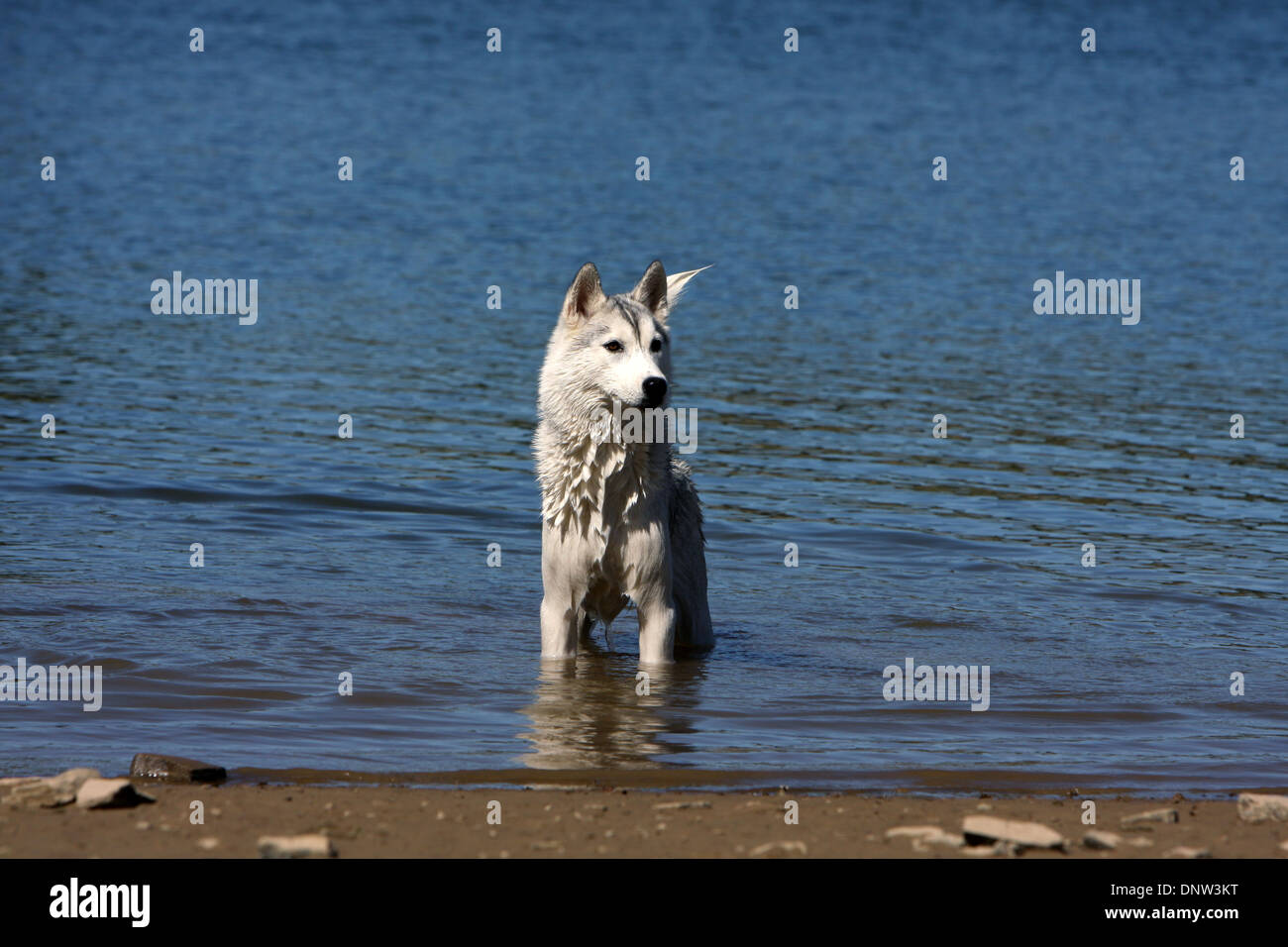 Dog Siberian Husky / adult standing out of lake Stock Photo - Alamy