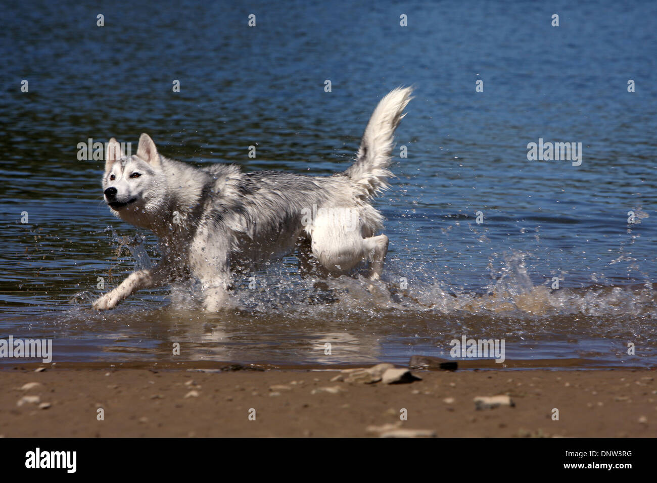 Dog Siberian Husky adult running in a lake Stock Photo - Alamy
