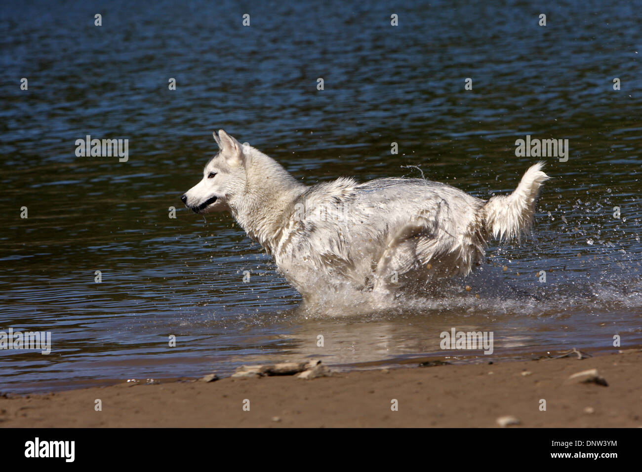 Running into a lake hi-res stock photography and images - Alamy