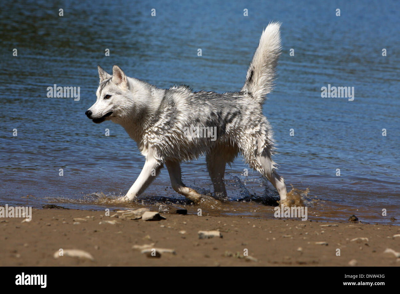 Dog Siberian Husky / adult running at the edge of a lake Stock Photo ...
