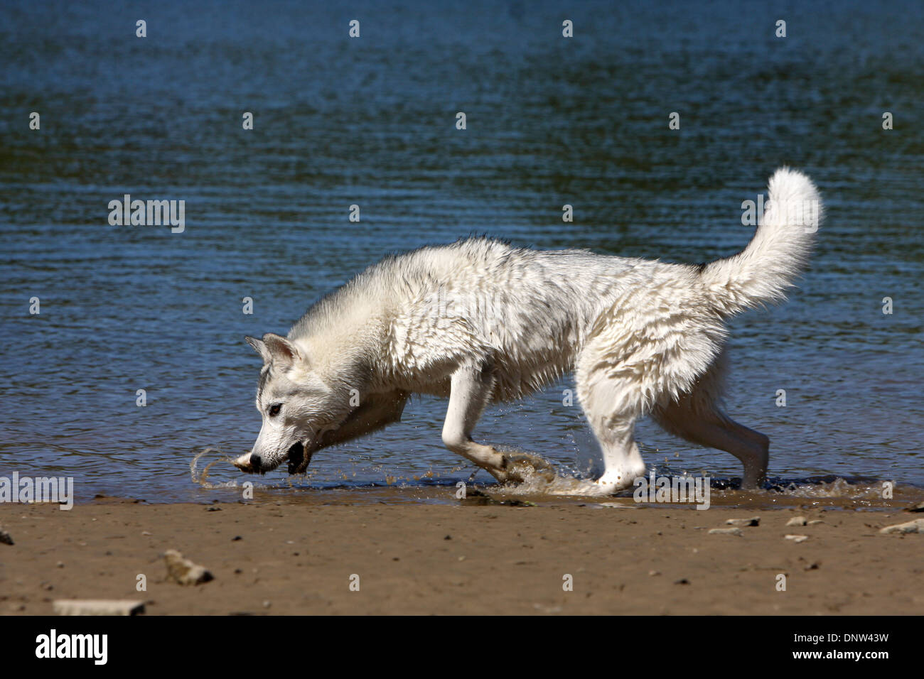 Dog Siberian Husky / adult running at the edge of a lake Stock Photo ...
