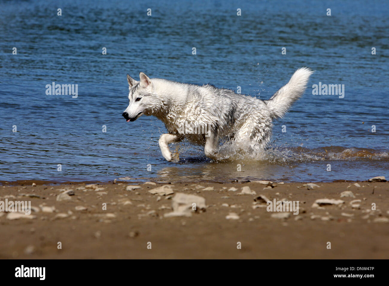 Black lake sled dog hi-res stock photography and images - Alamy