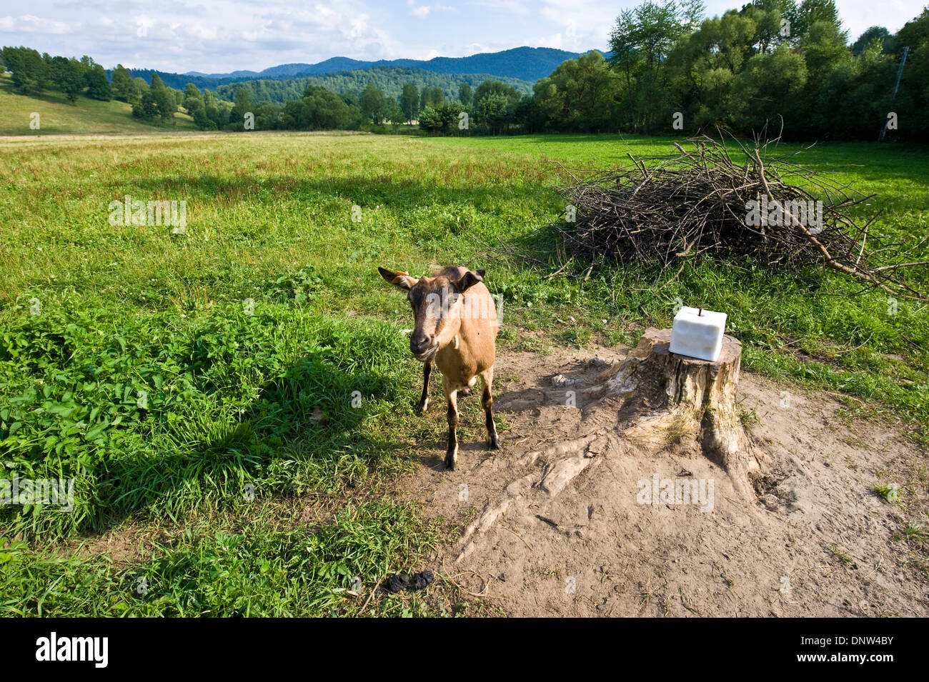 Carpathian goats hi-res stock photography and images - Alamy