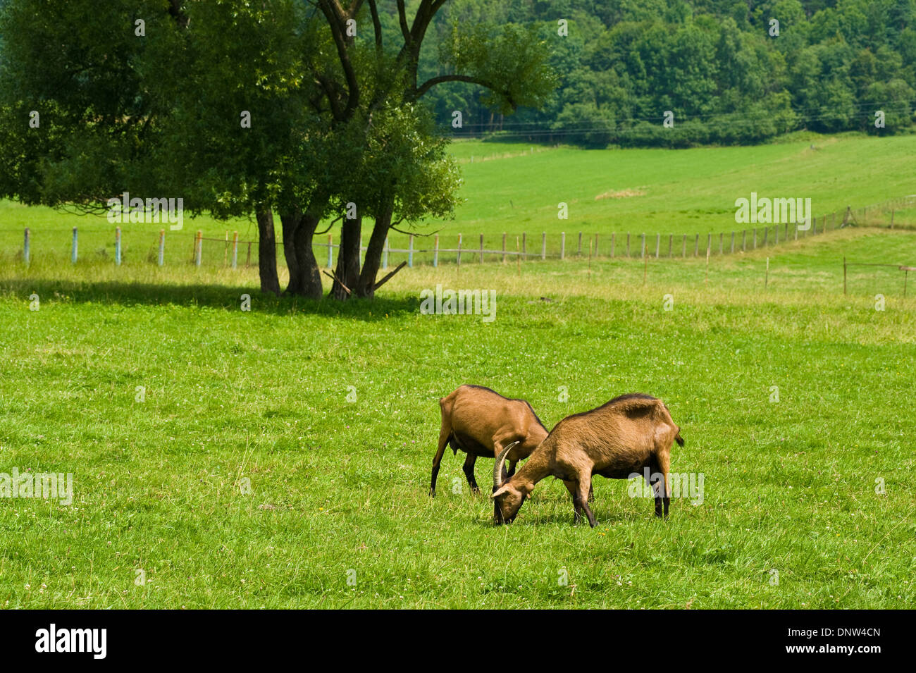 Carpathian goats hi-res stock photography and images - Alamy