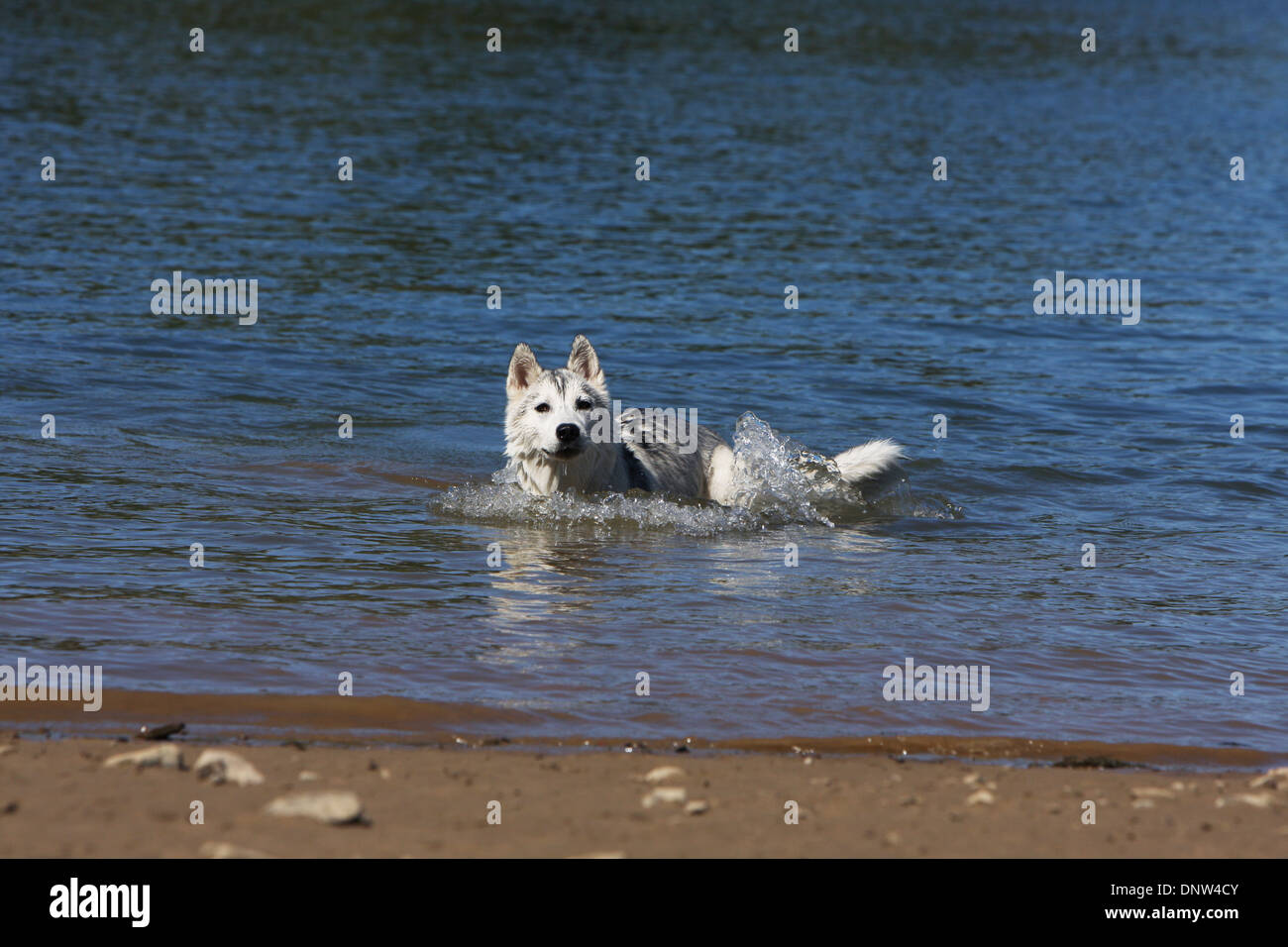 Husky swimming hi-res stock photography and images - Alamy