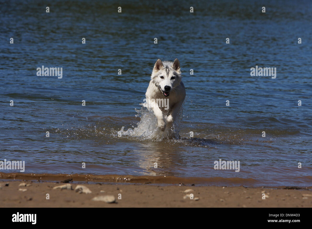 Dog Siberian Husky adult running in a lake Stock Photo - Alamy