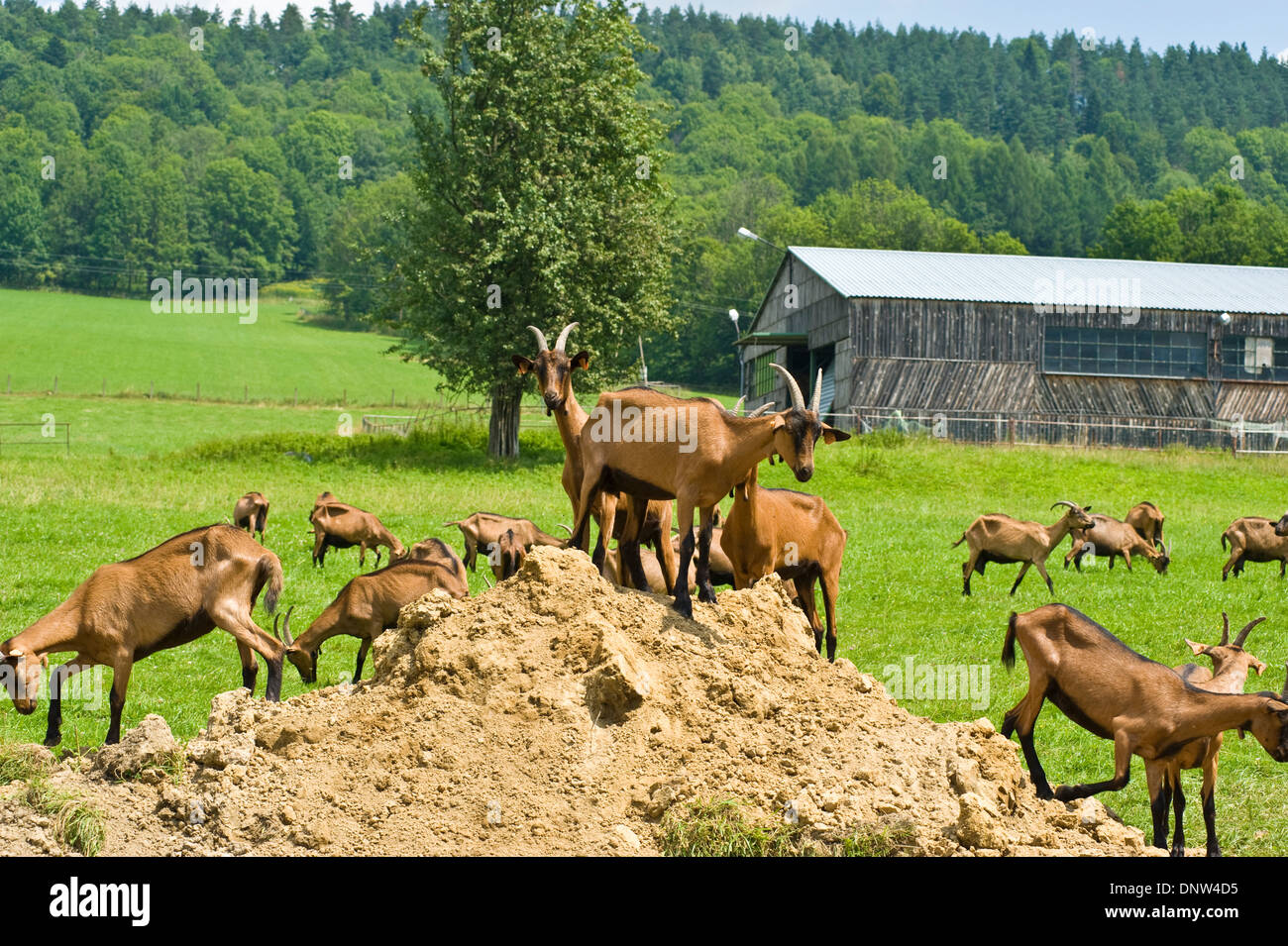 Carpathian goats hi-res stock photography and images - Alamy