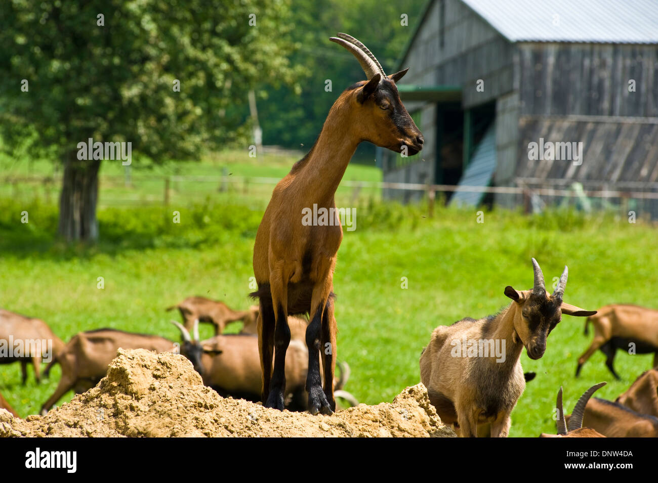 Carpathian goats hi-res stock photography and images - Alamy