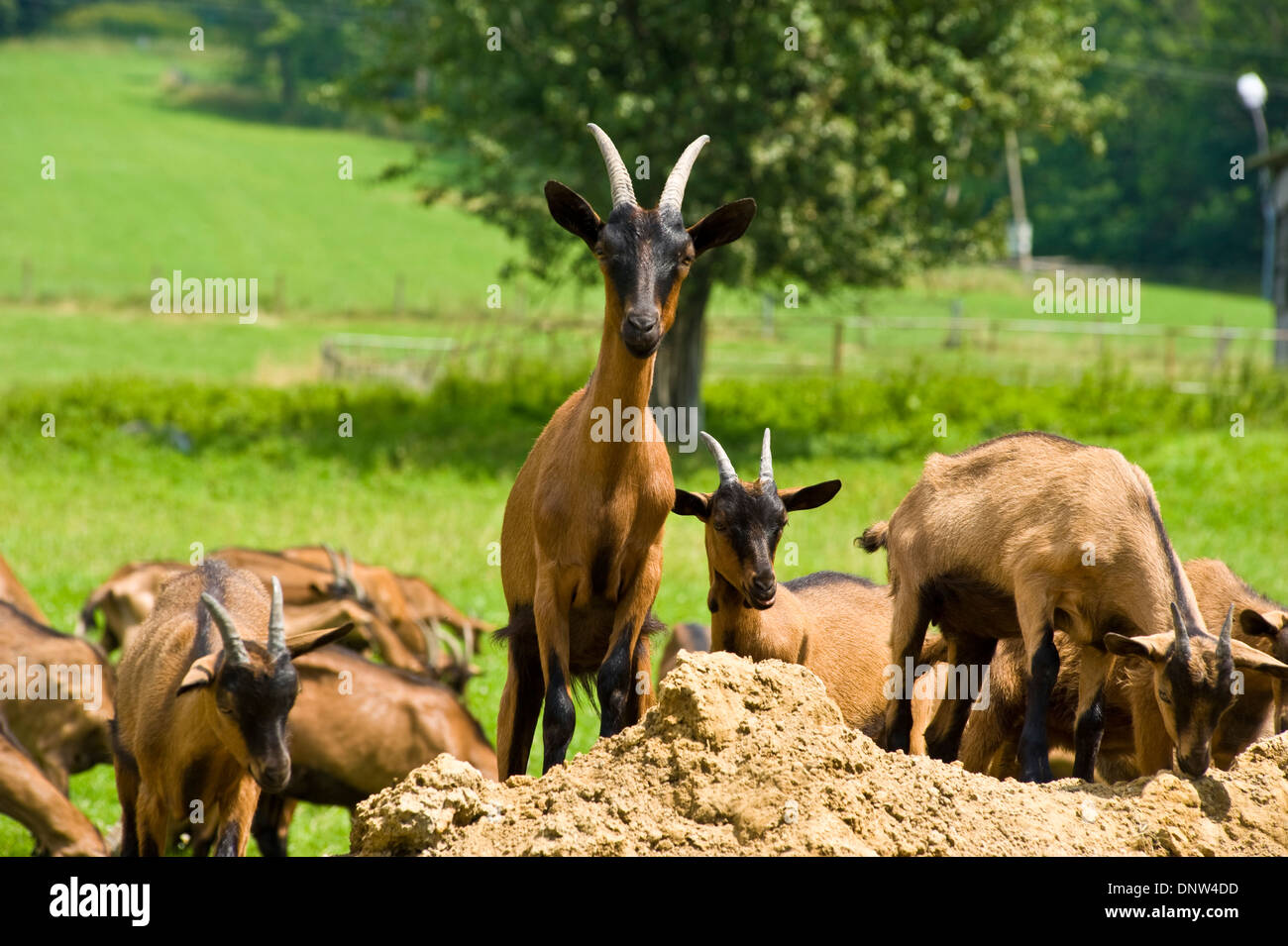 Carpathian goats hi-res stock photography and images - Alamy