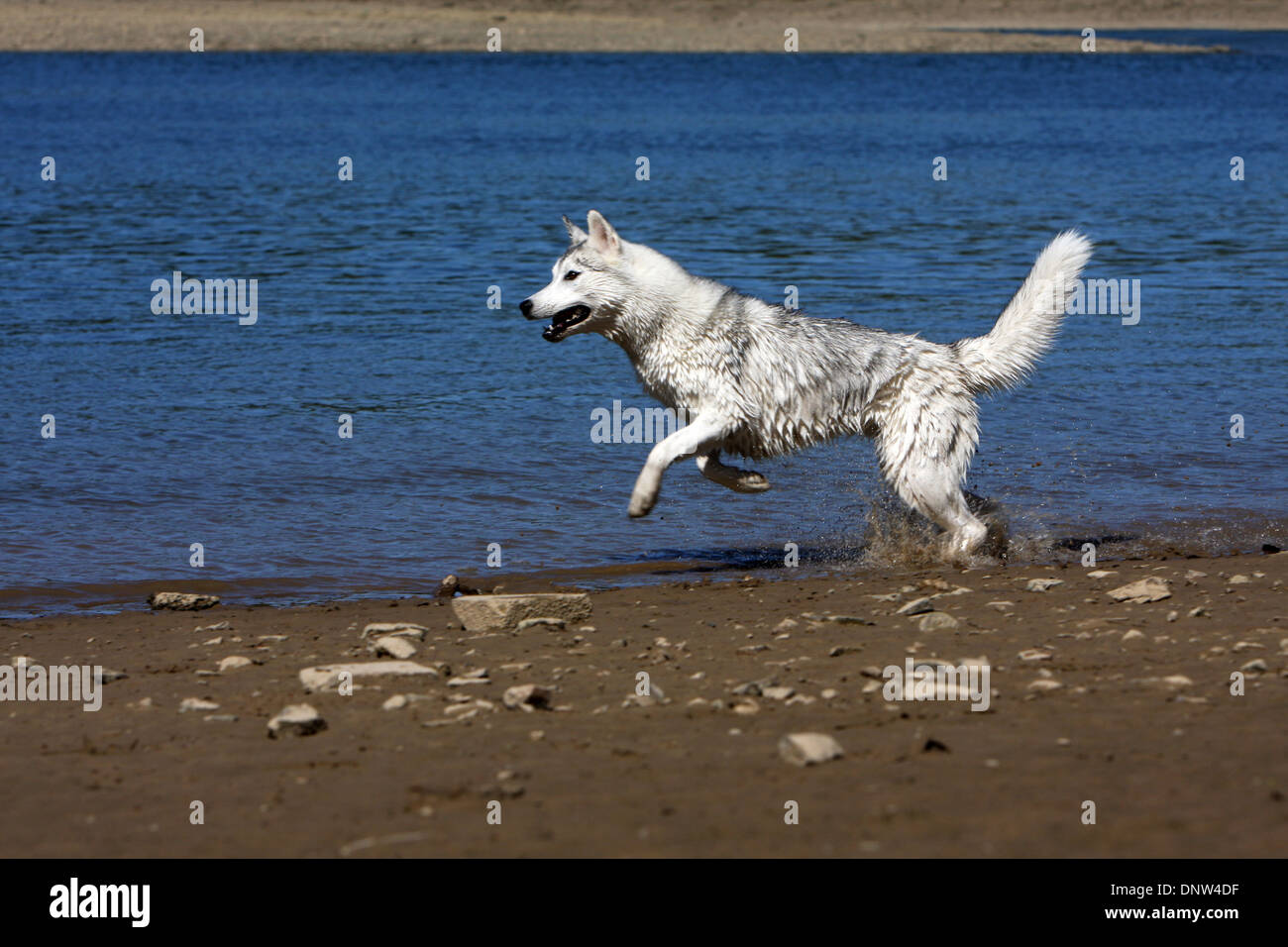 Dog Siberian Husky / adult running at the edge of a lake Stock Photo ...