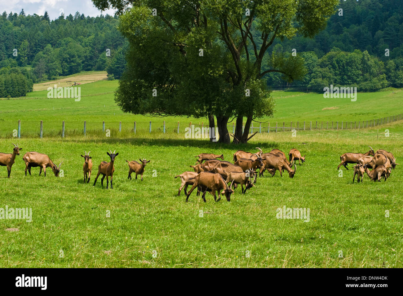 Carpathian goats hi-res stock photography and images - Alamy