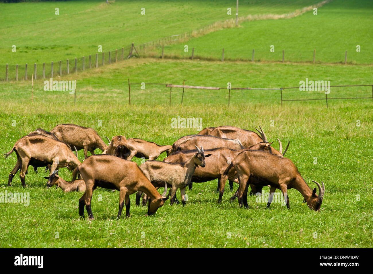Carpathian goats hi-res stock photography and images - Alamy