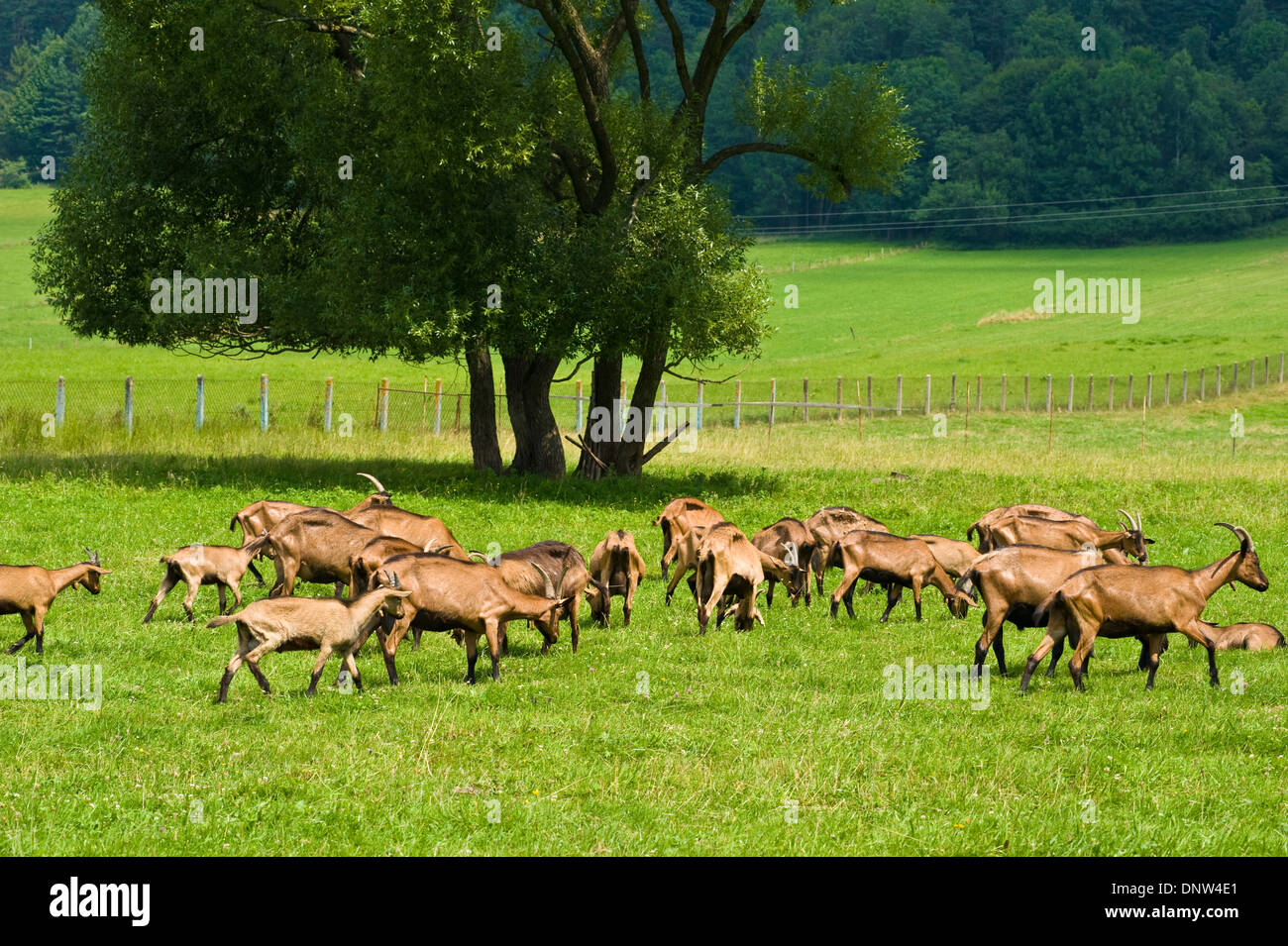 Carpathian goats hi-res stock photography and images - Alamy