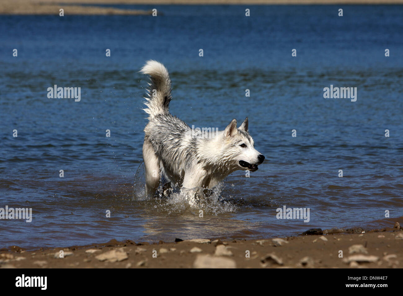 Dog Siberian Husky / adult running in a lake Stock Photo - Alamy