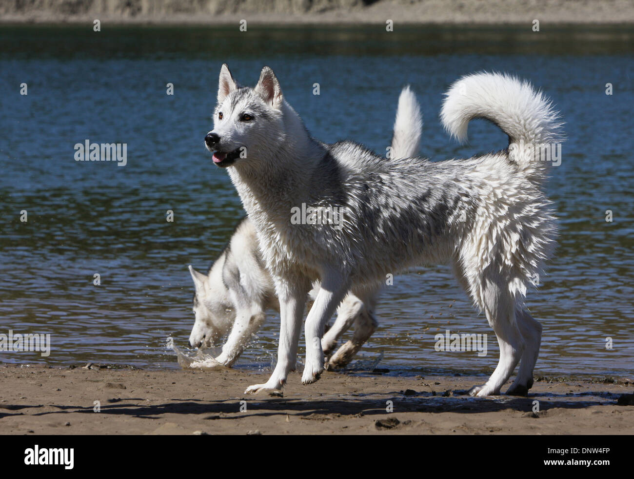 Dog Siberian Husky / two adults standing in a lake Stock Photo - Alamy