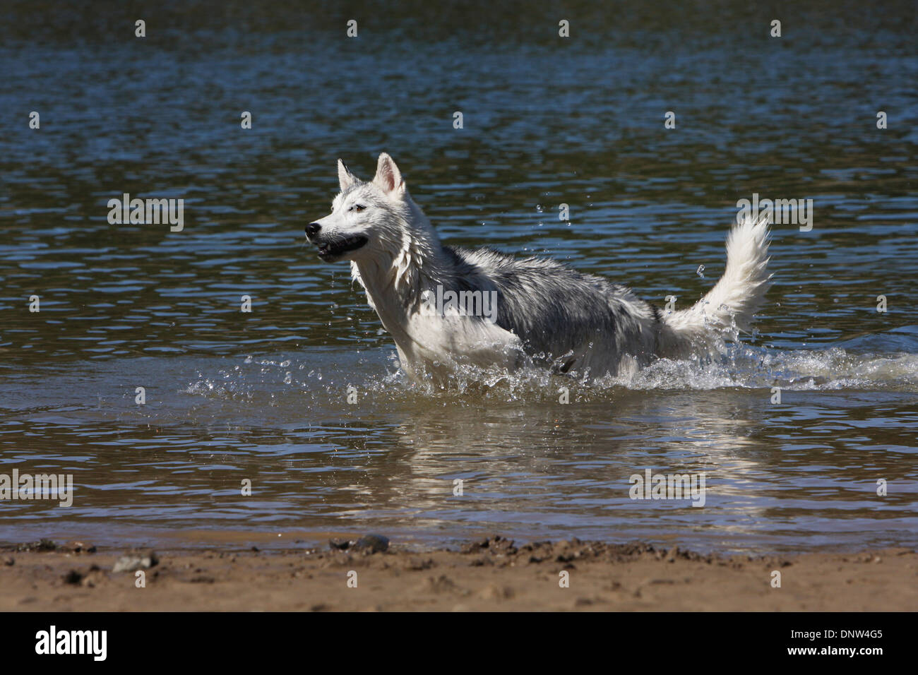 Dog Siberian Husky adult running in a lake Stock Photo - Alamy