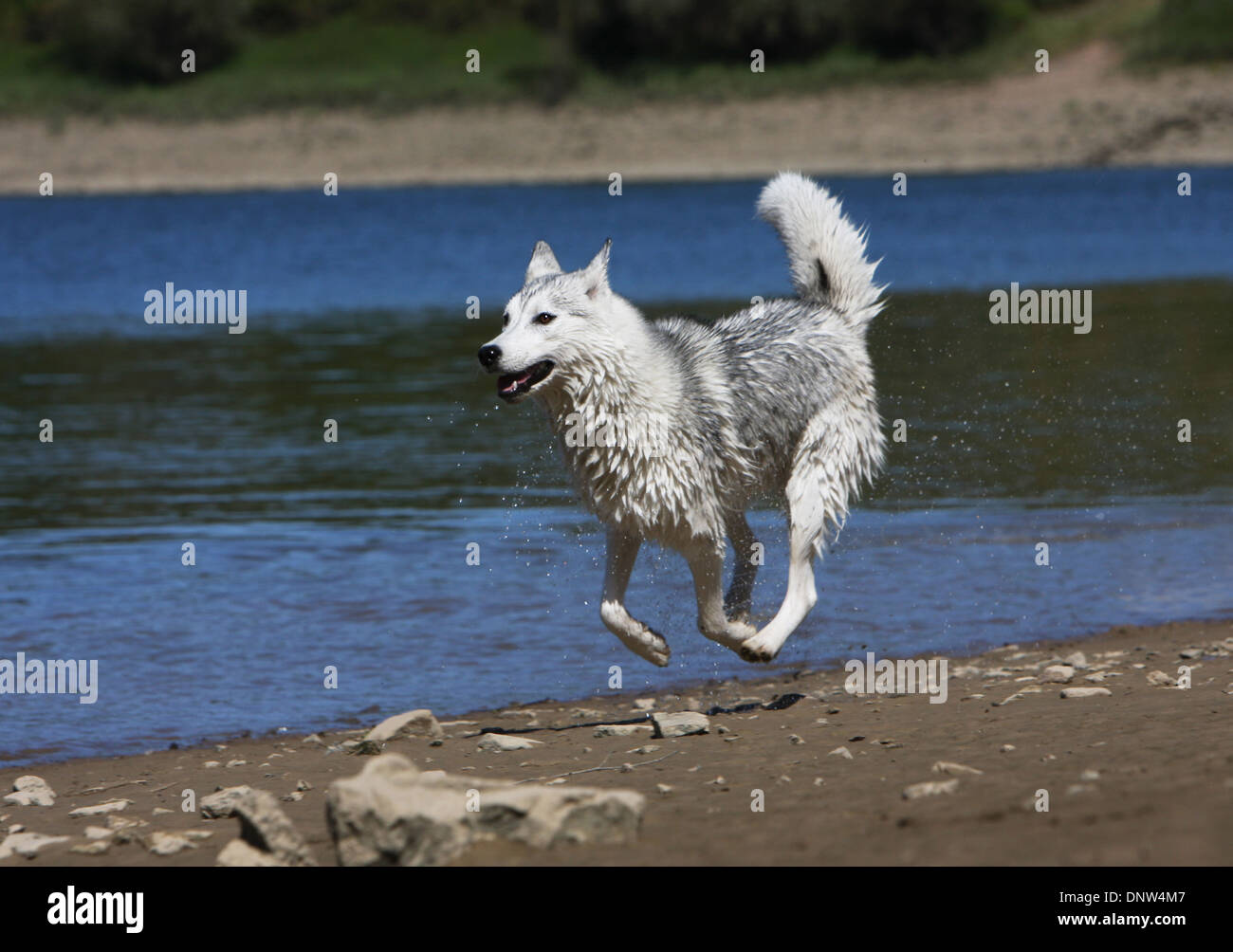 Dog Siberian Husky / adult running at the edge of a lake Stock Photo ...