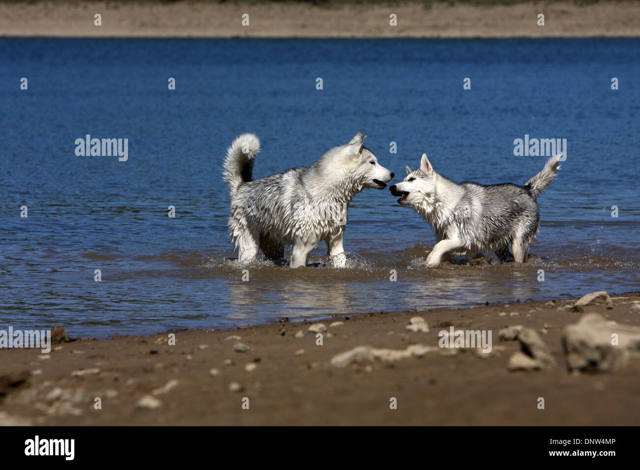Dog Siberian Husky / two adults playing in a lake Stock Photo - Alamy