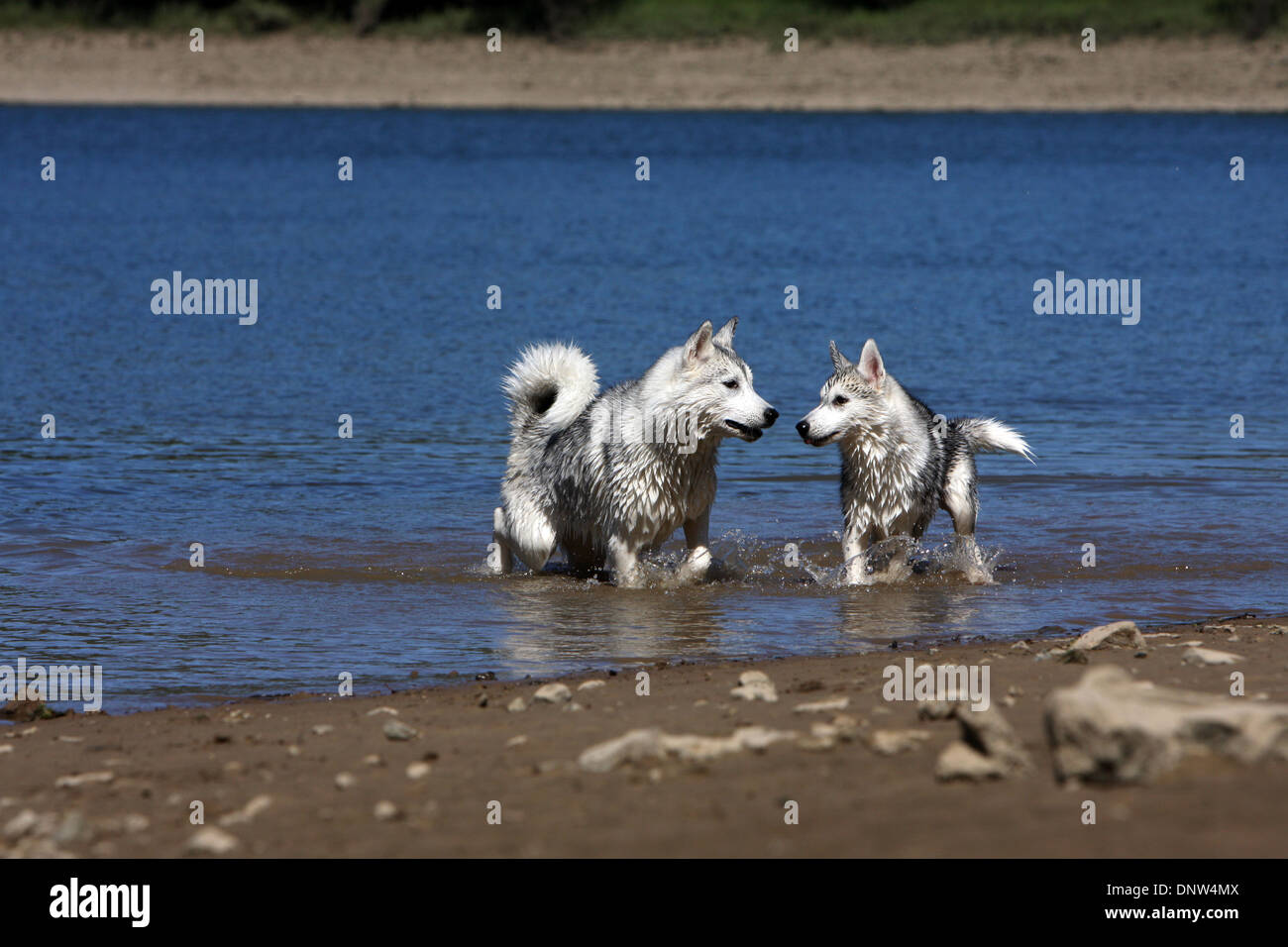 Dog Siberian Husky / two adults playing in a lake Stock Photo - Alamy