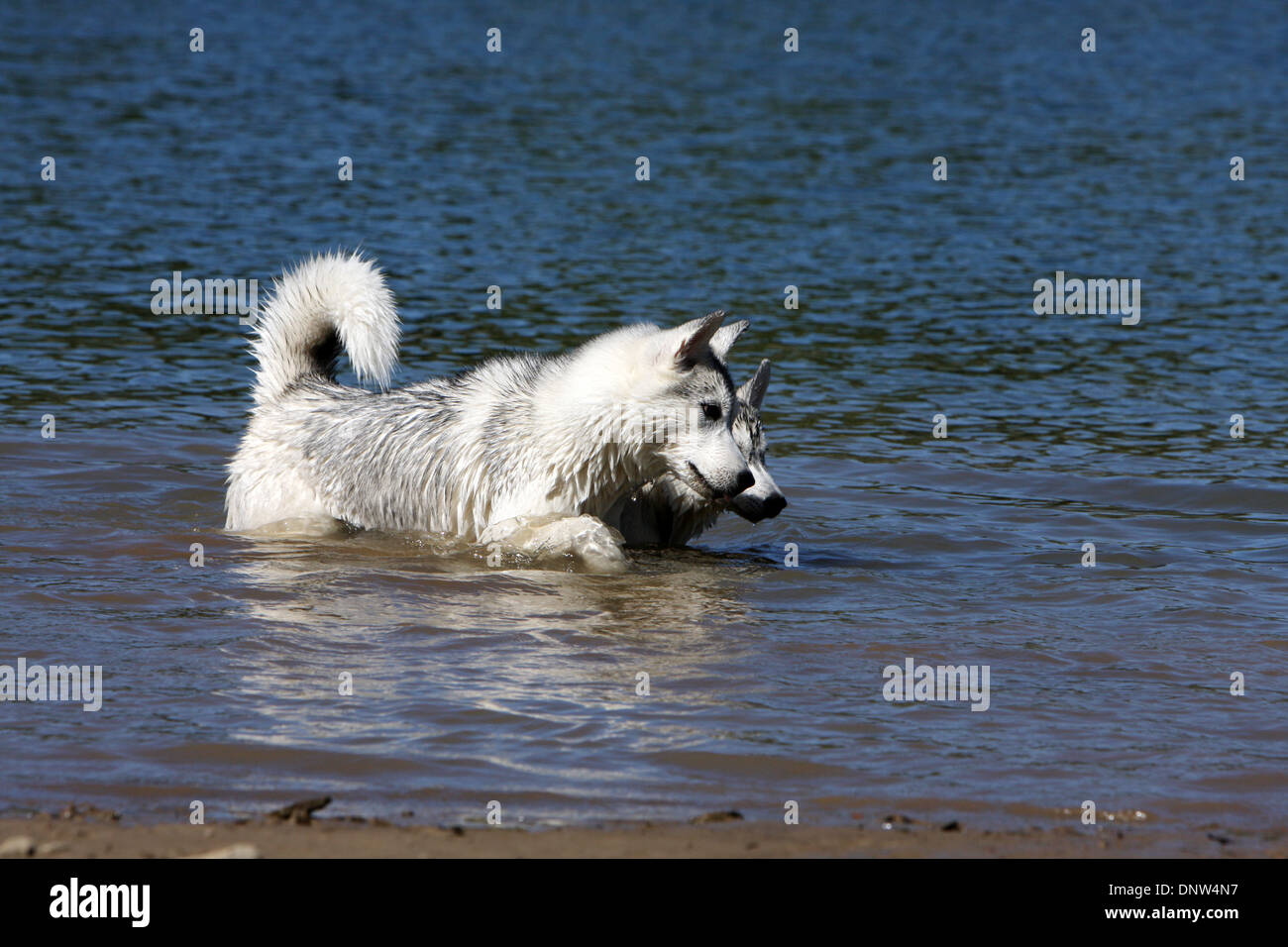 Dog Siberian Husky / two adults in a lake Stock Photo - Alamy
