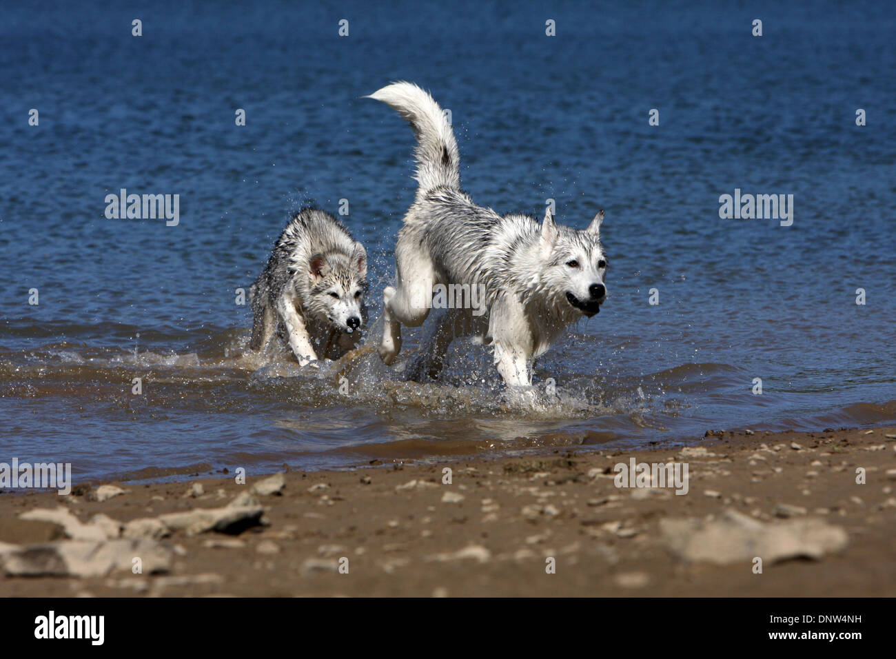 Dog Siberian Husky two adults running in a lake Stock Photo - Alamy