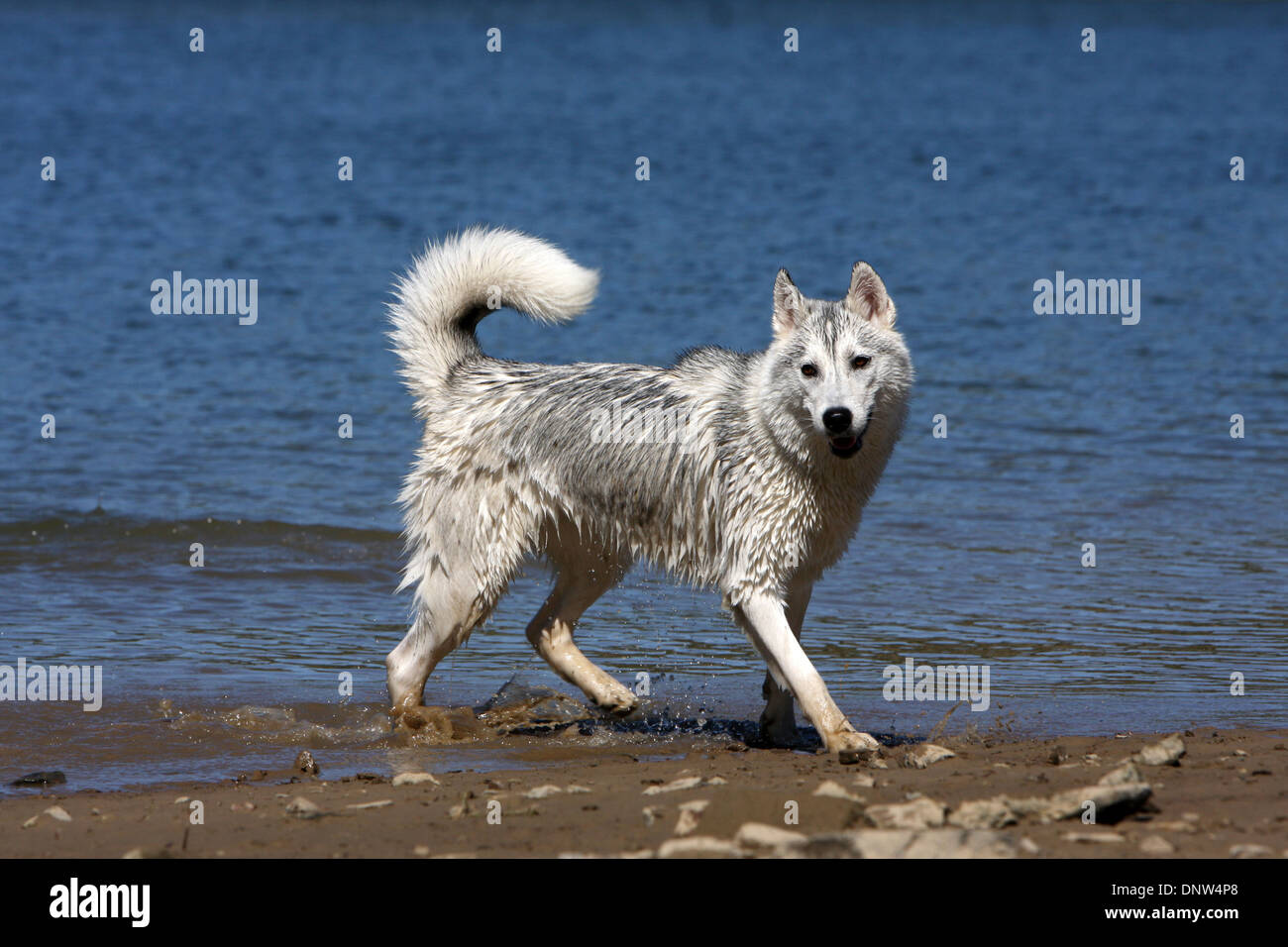 Dog Siberian Husky / adult running at the edge of a lake Stock Photo ...