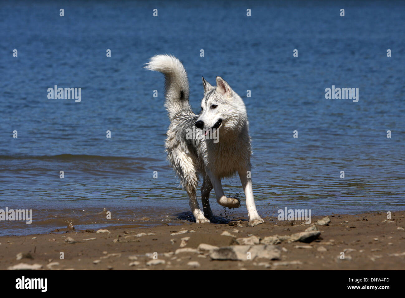 Black lake sled dog hi-res stock photography and images - Alamy