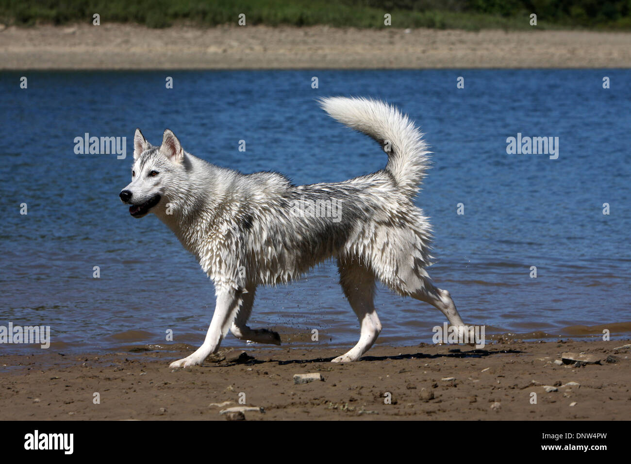 Dog Siberian Husky / adult running at the edge of a lake Stock Photo ...