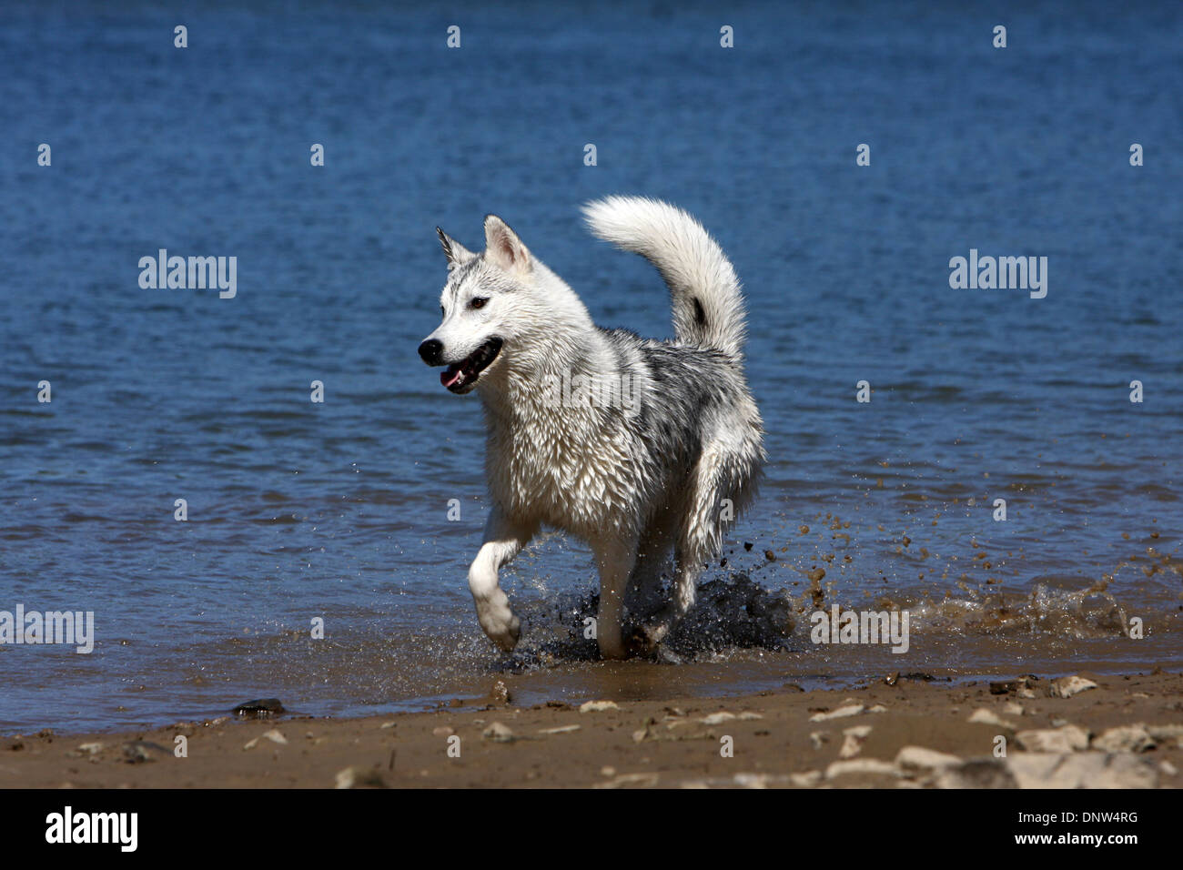 Black lake sled dog hi-res stock photography and images - Alamy