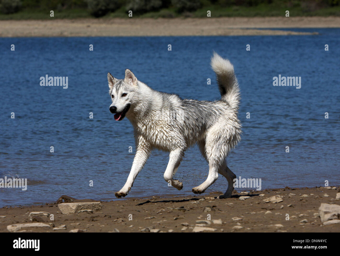 Black lake sled dog hi-res stock photography and images - Alamy