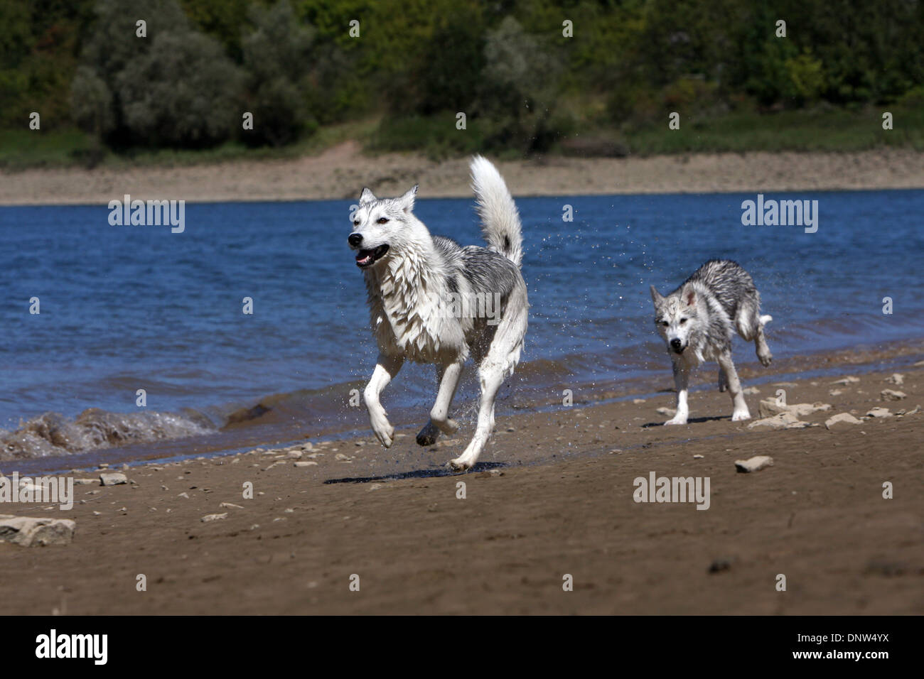 Dog Siberian Husky / two adults running at the edge of a lake Stock ...