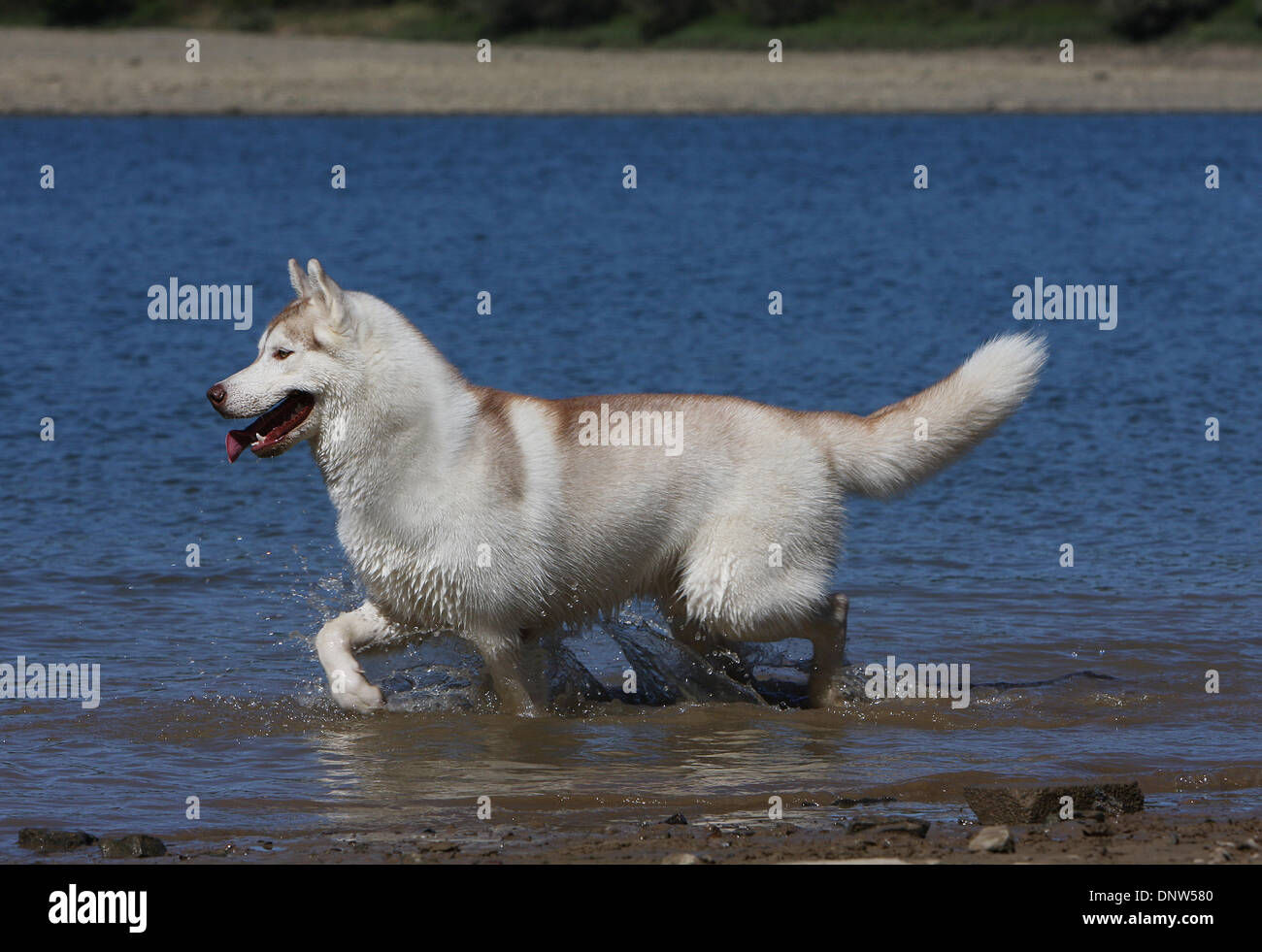 Dog Siberian Husky / adult in a lake Stock Photo - Alamy