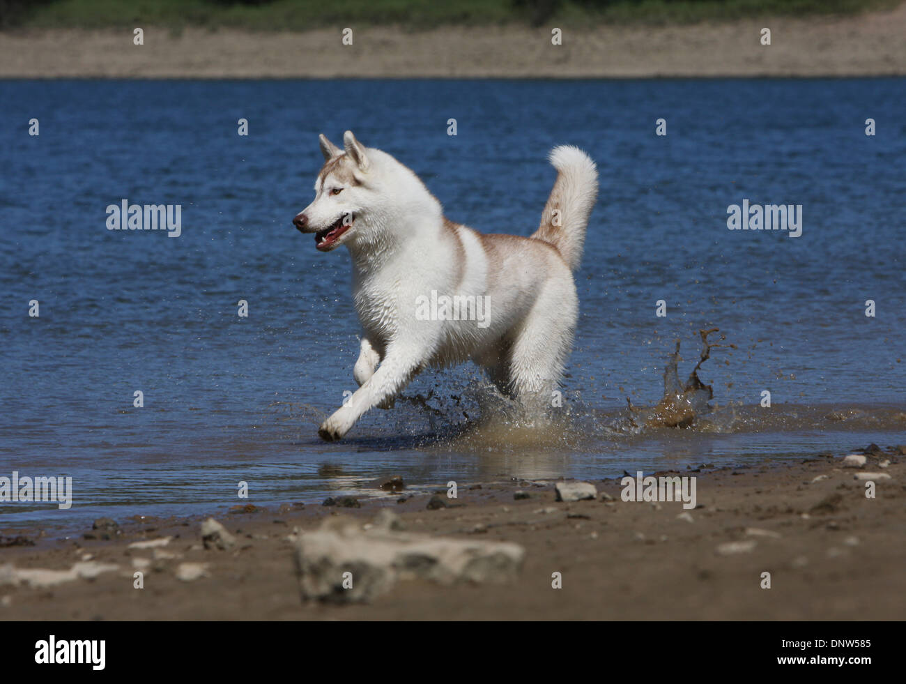Dog Siberian Husky adult running in a lake Stock Photo - Alamy