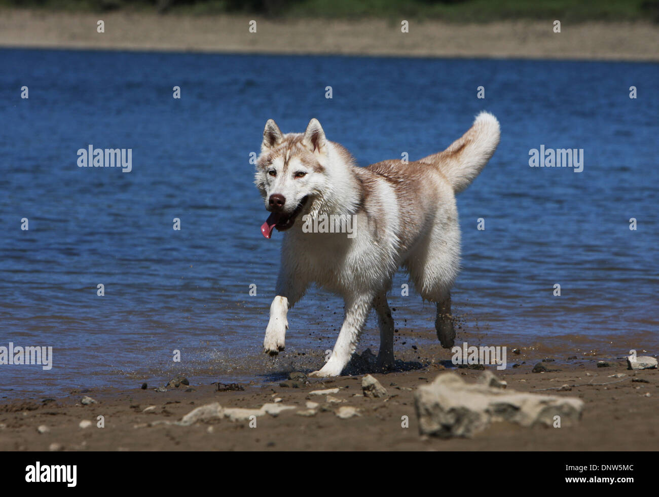 Dog Siberian Husky / adult running at the edge of a lake Stock Photo ...