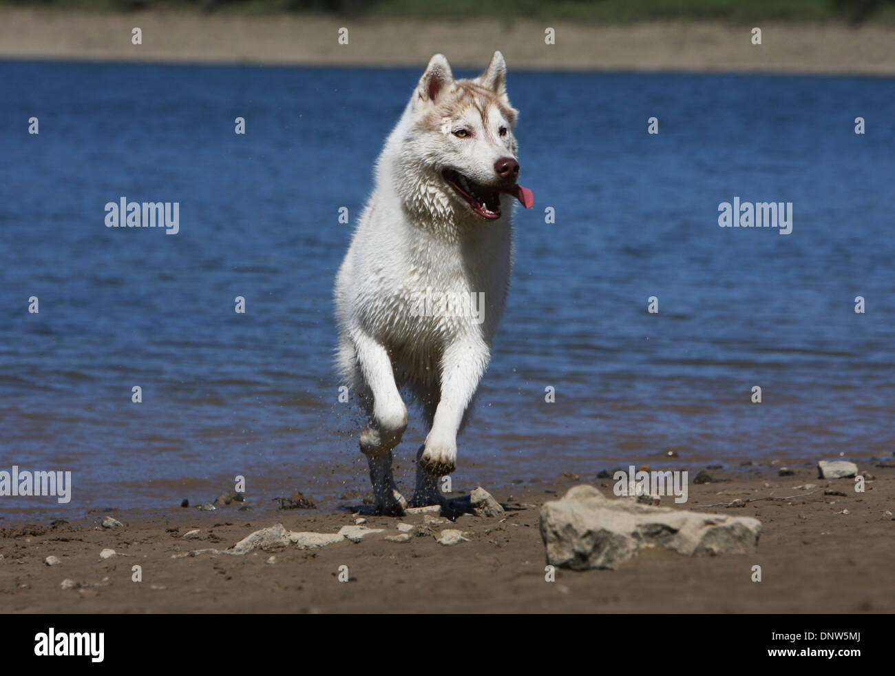 Dog Siberian Husky / adult running at the edge of a lake Stock Photo ...