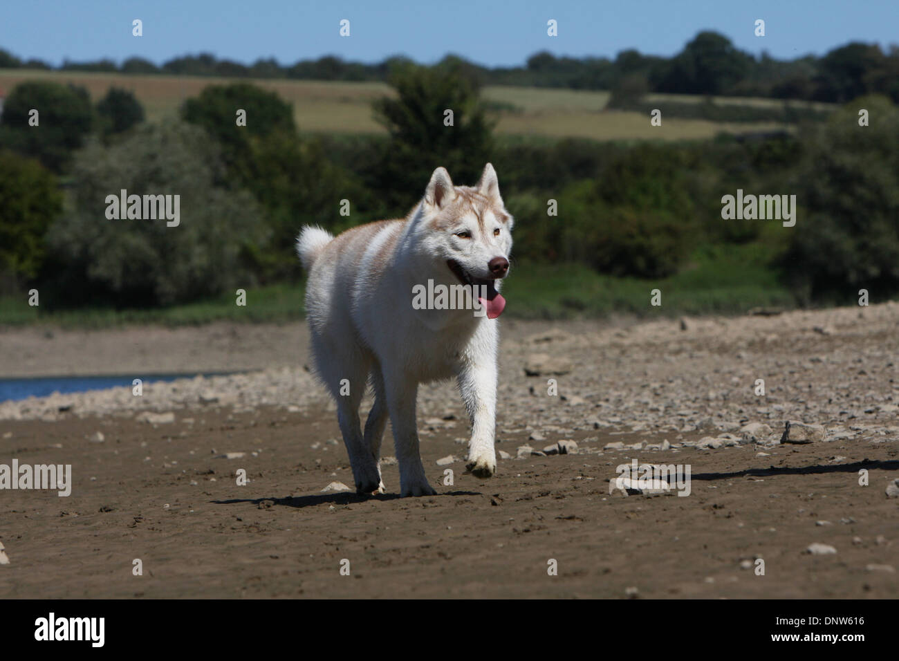 Dog Siberian Husky / adult running at the edge of a lake Stock Photo ...