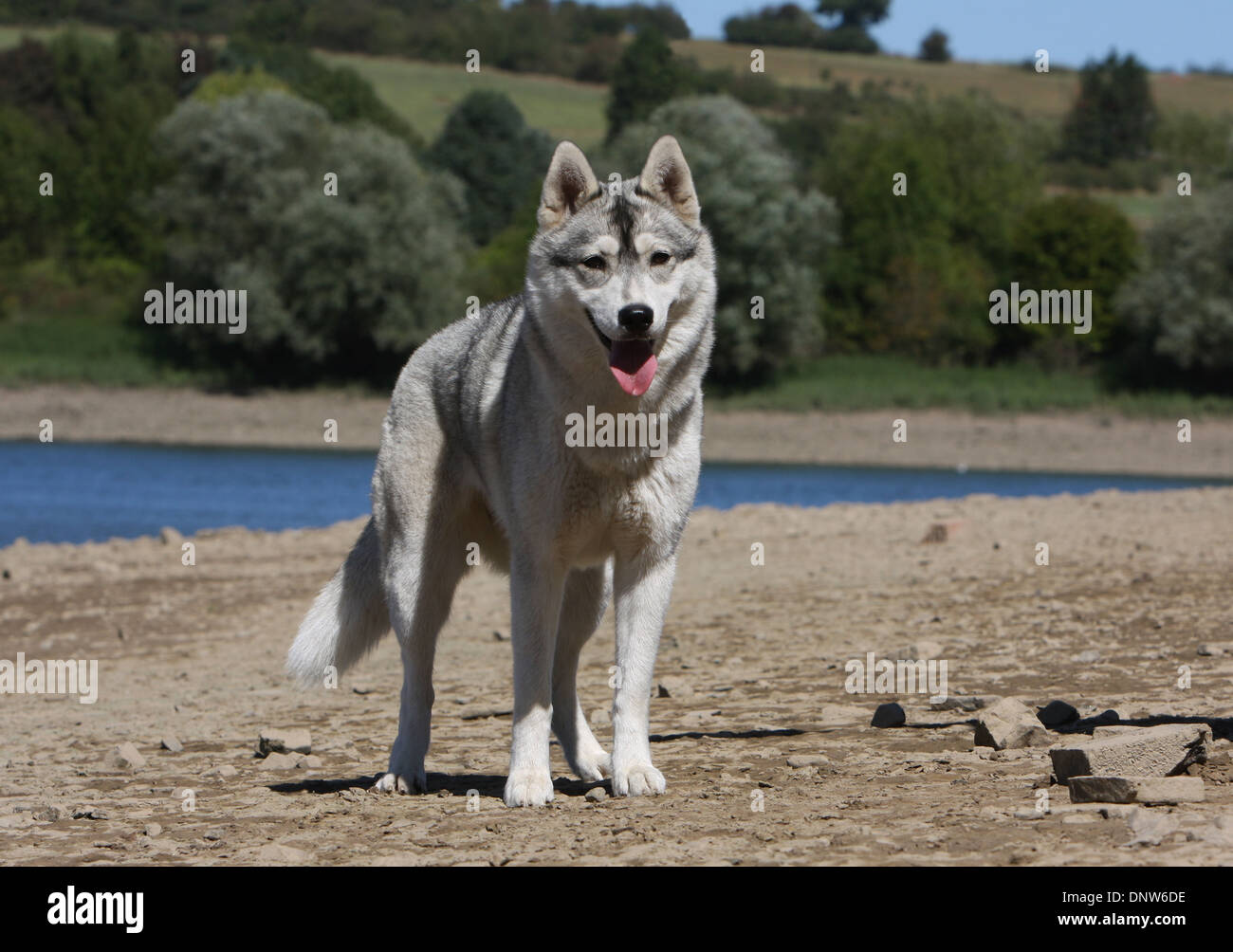 Dog Siberian Husky / adult standing at the edge of a lake Stock Photo ...