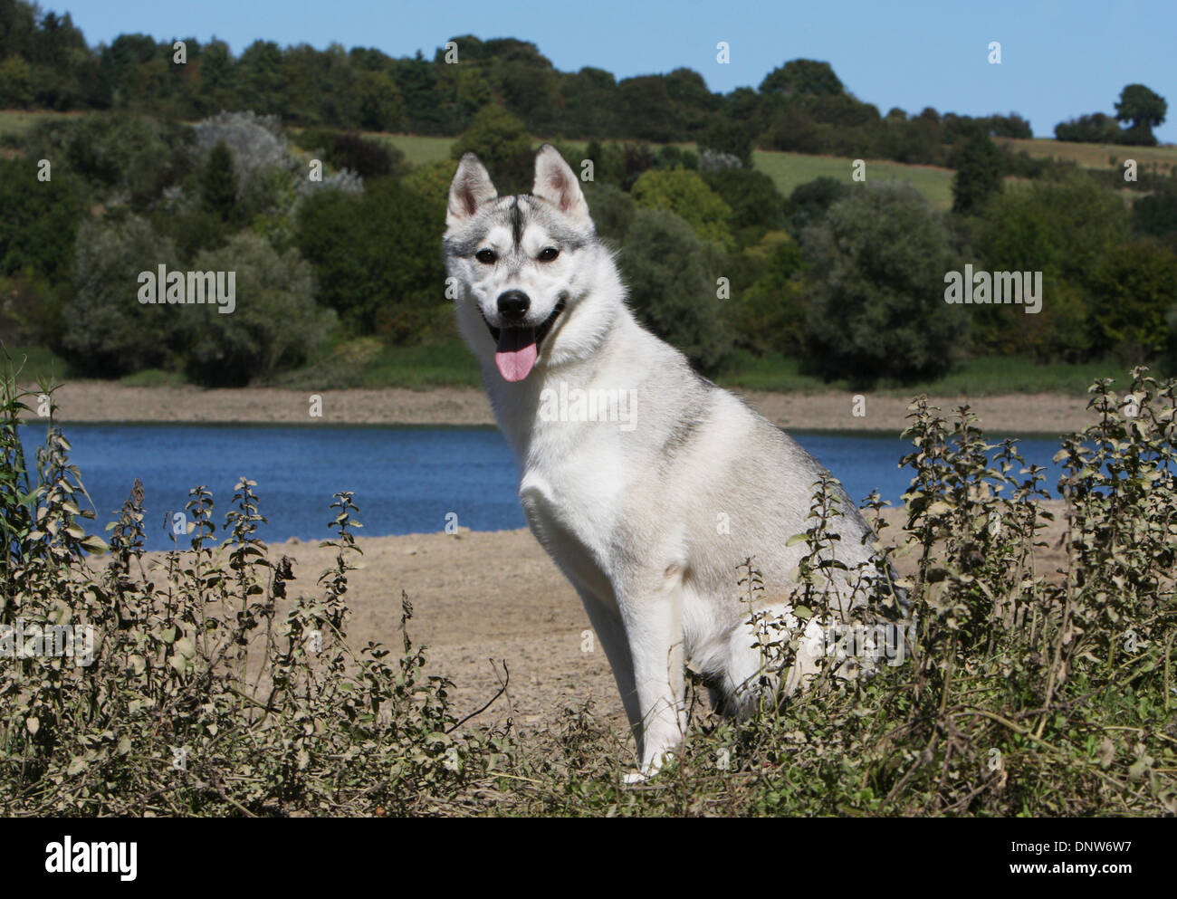 Dog Siberian Husky / adult sitting at the edge of a lake Stock Photo ...